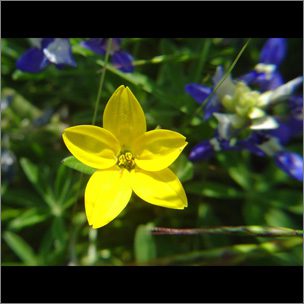 Michelle Coffey - Main Street Art