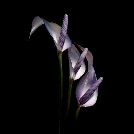 Craig Roderick - Main Street Art